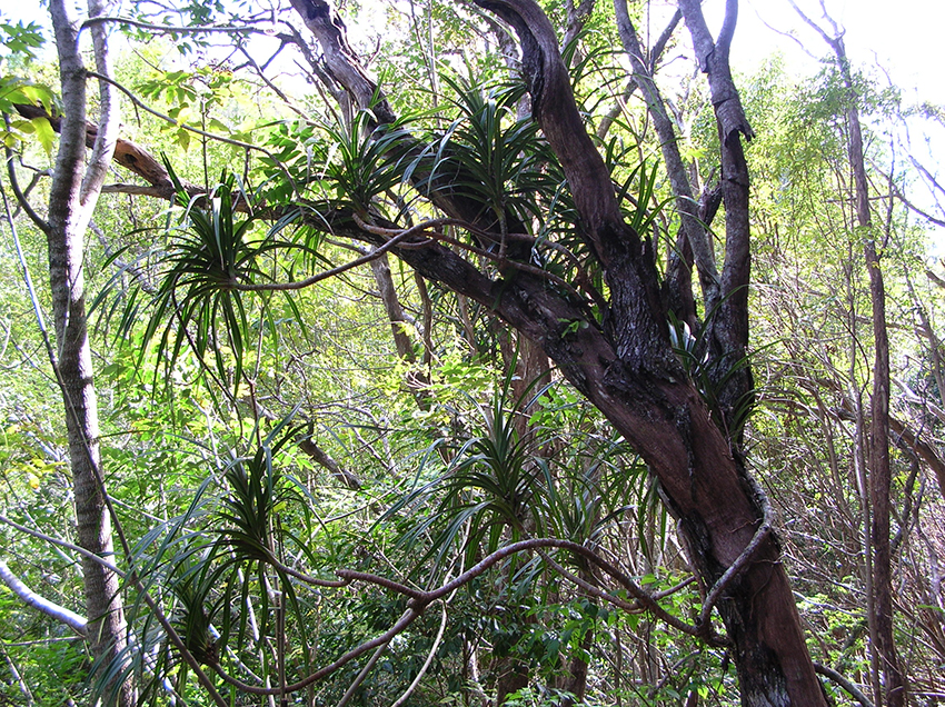 He‘eia, O‘ahu -- Living World: Kūahu